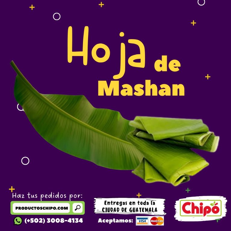 Hoja de mashan - Productos Chipô
